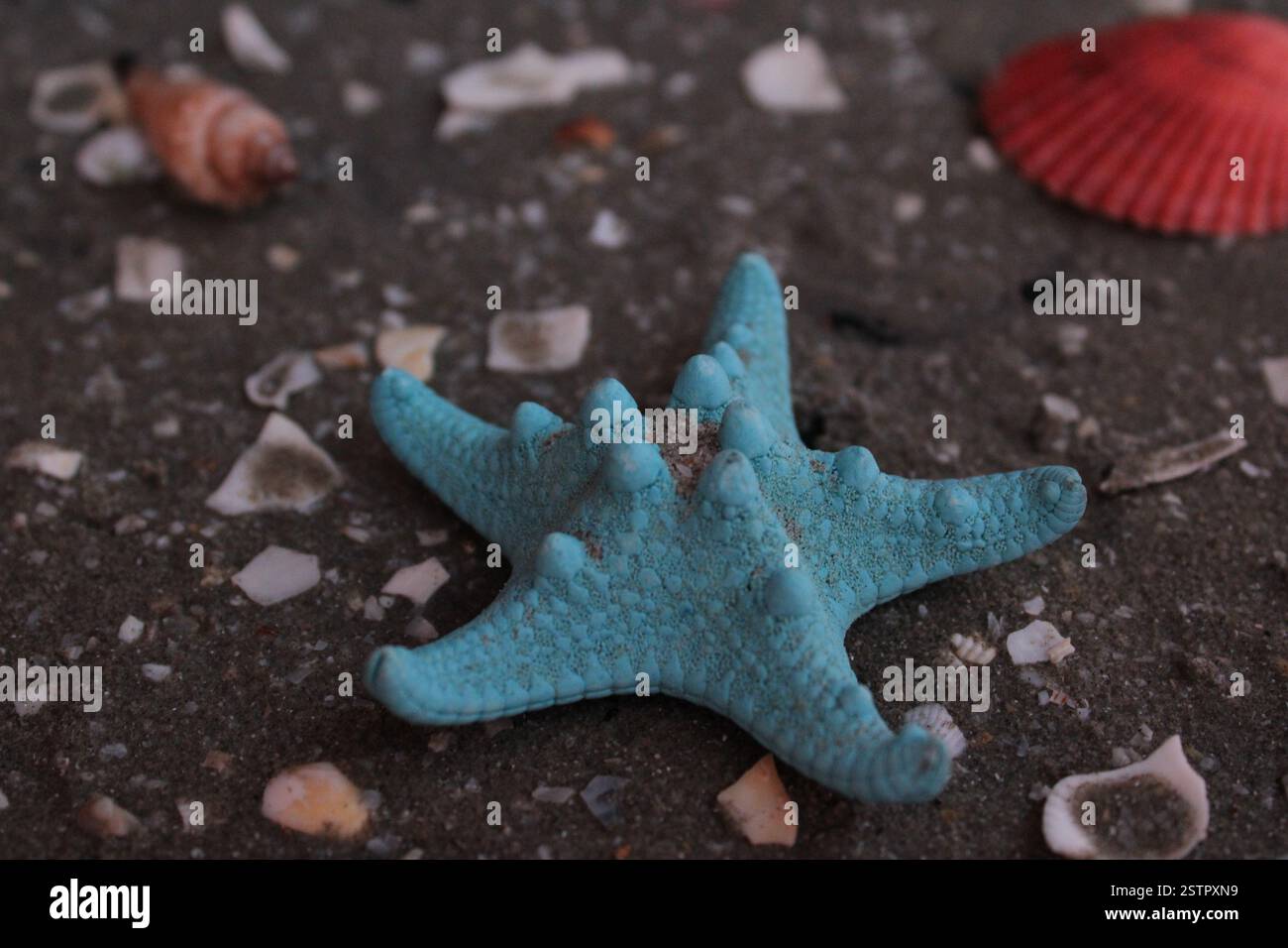 Specific species of snail hi-res stock photography and images - Alamy