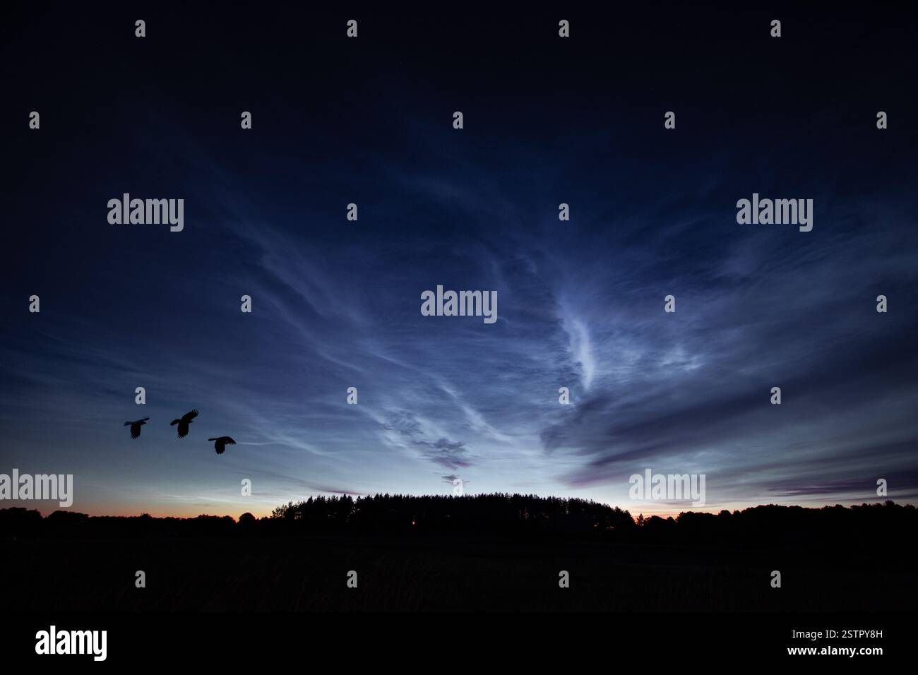 A captivating scene of noctilucent clouds glowing in the twilight sky while three birds soar in ...