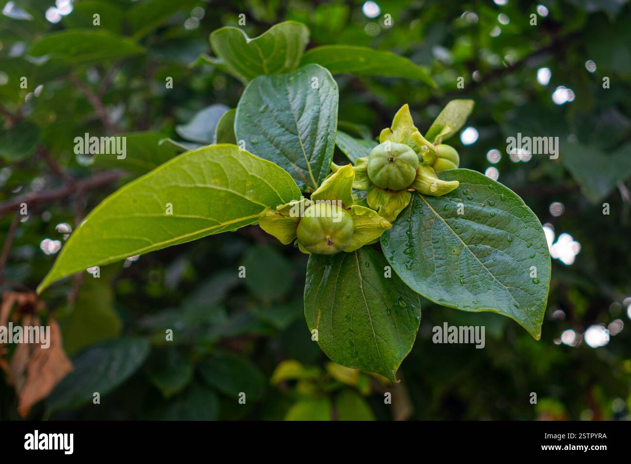 Persimmon fruits on branch hi-res stock photography and images - Alamy
