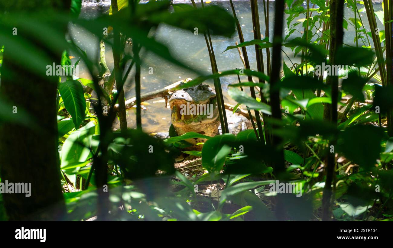 Costa Rica River Cayman Crocodile Stock Photo - Alamy