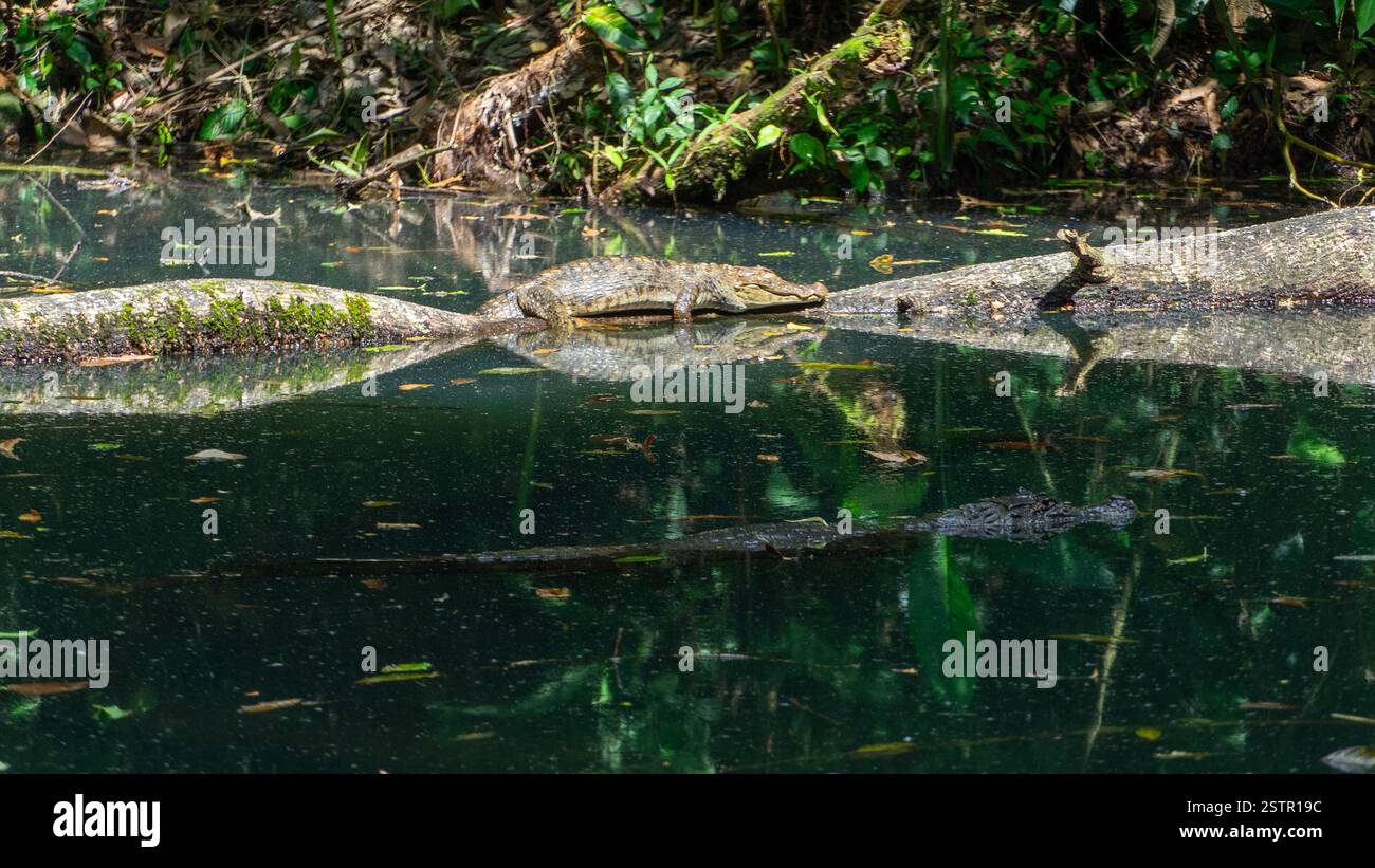 Costa rica alligator hi-res stock photography and images - Alamy