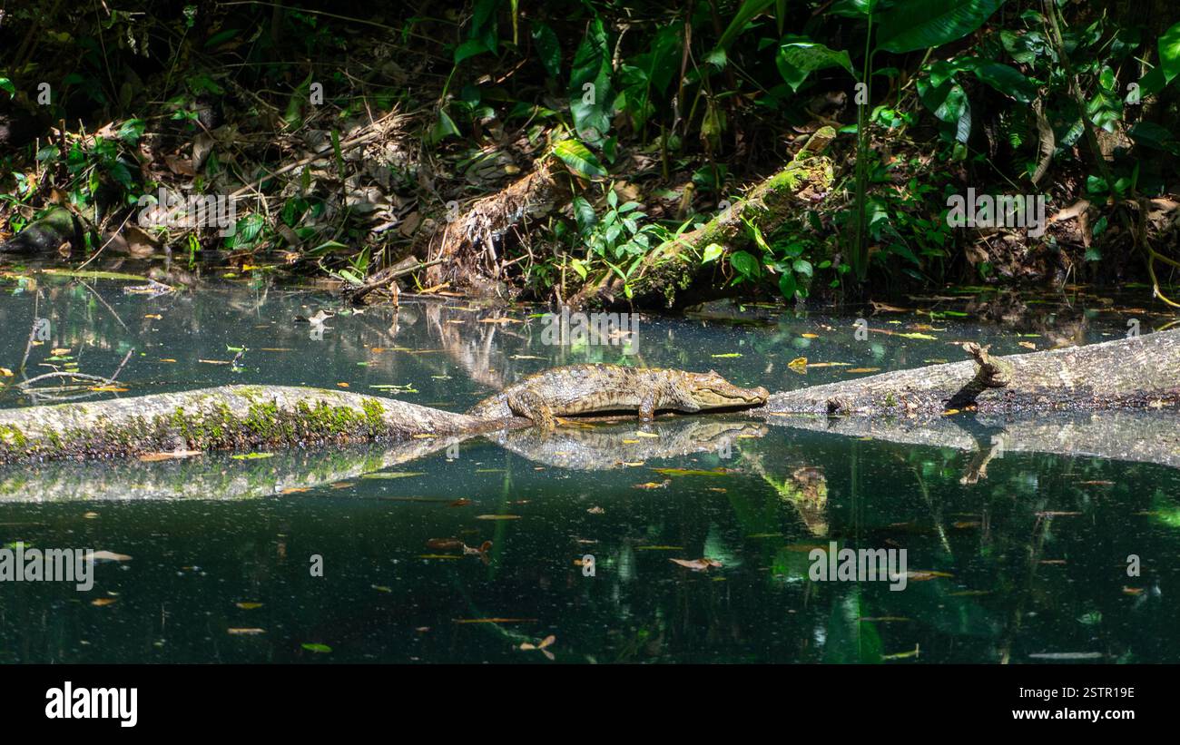 Costa rica alligator hi-res stock photography and images - Alamy