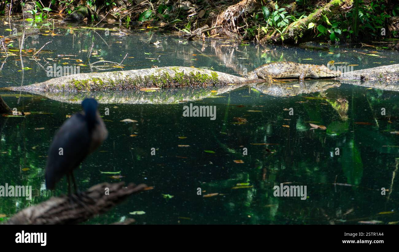 Boat bill bird detail. Boat-billed heron, Cochlearius cochlearius ...