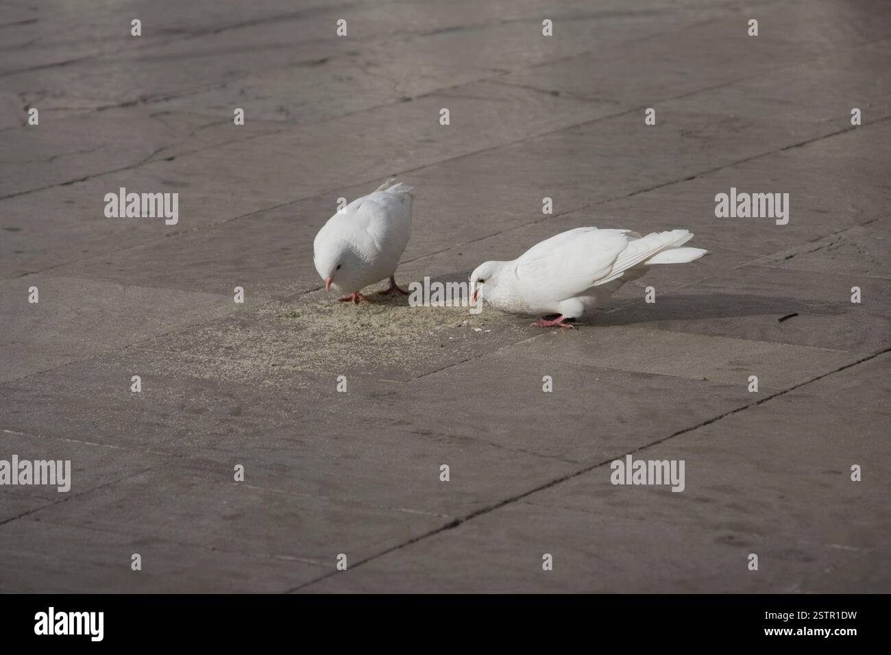 Two white doves pecking at food on the ground. Birds, urban wildlife ...