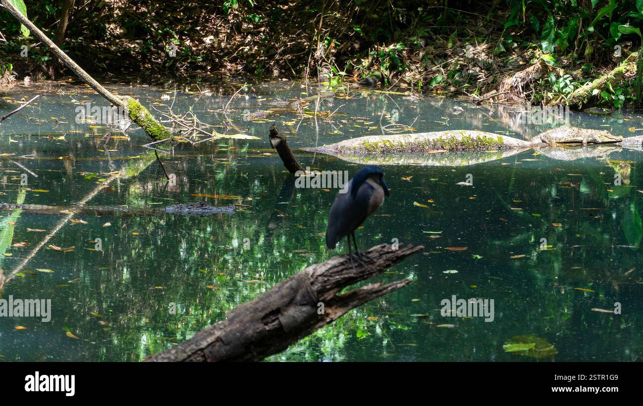 Birdwatching la fortuna hi-res stock photography and images - Alamy