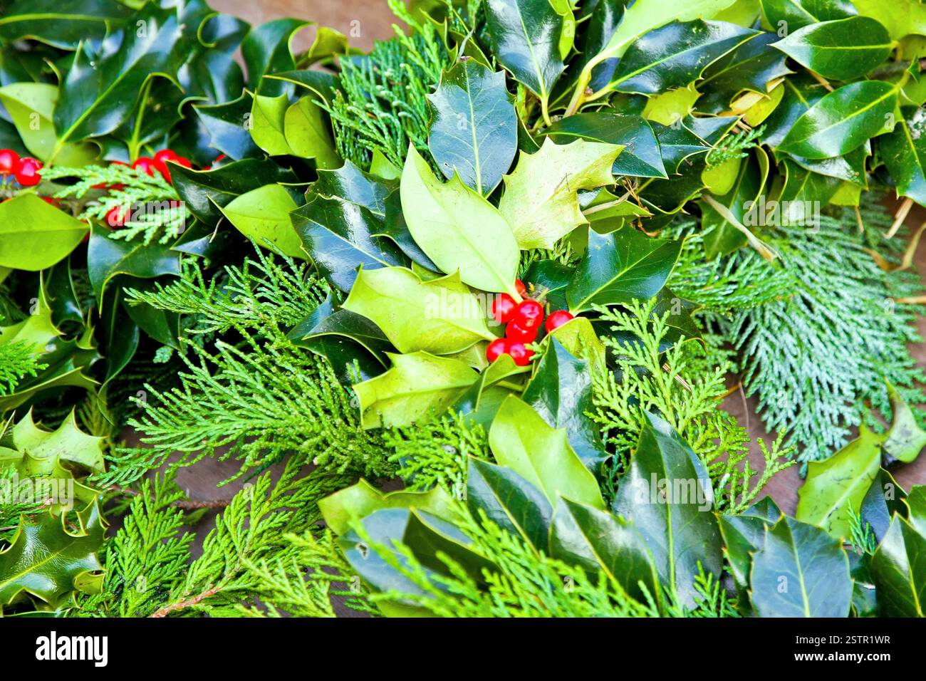Sprig holly hi-res stock photography and images - Alamy