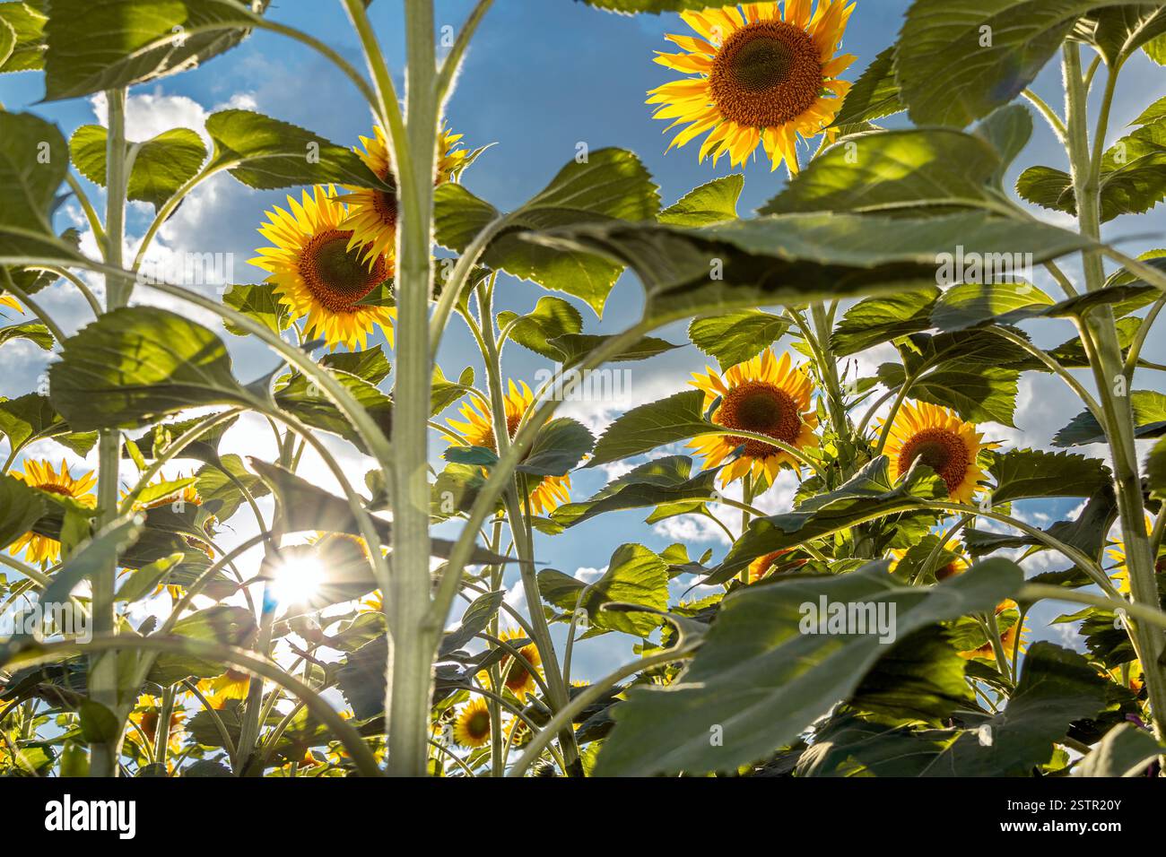 A beautiful field of sunflowers. The sun through the foliage. A picture ...