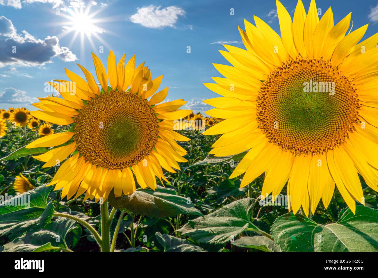 Sunflower fields and meadows. A picture of an advertisement for ...