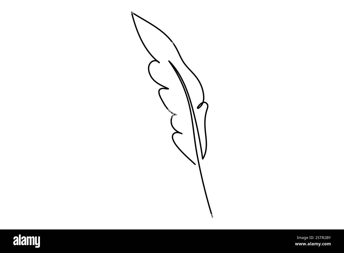 Continuous one line drawing of Bird feather Isolated on white ...