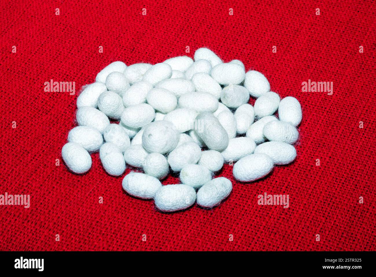 Worm clothing hi-res stock photography and images - Alamy