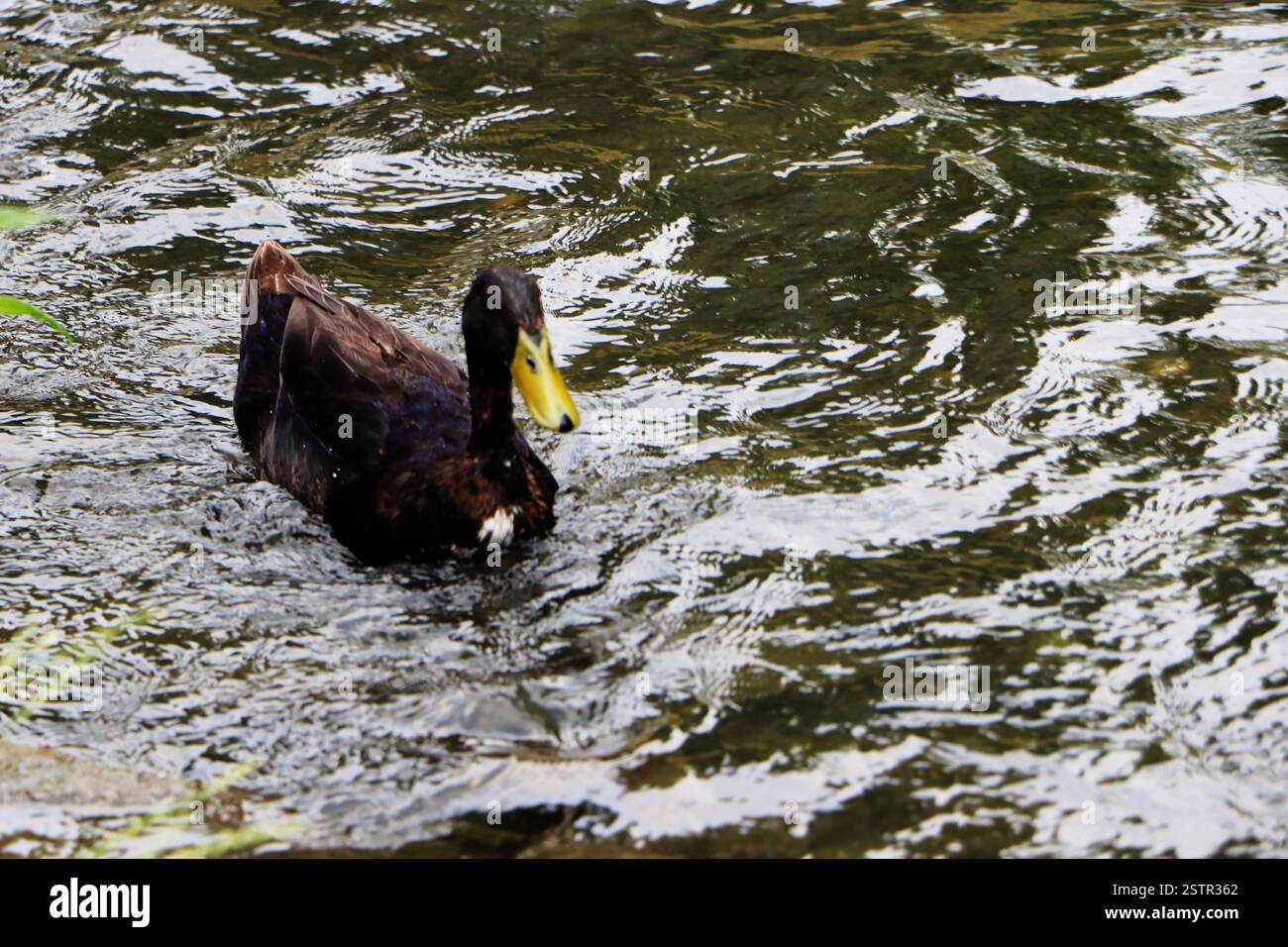 They rarely form nests hi-res stock photography and images - Alamy