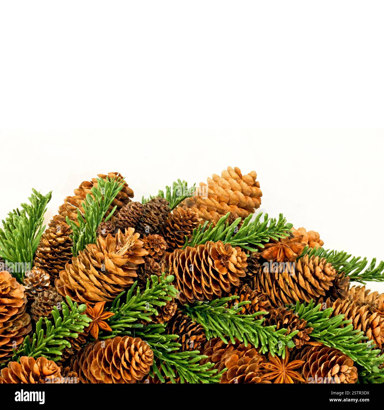 Branch cone hi-res stock photography and images - Alamy