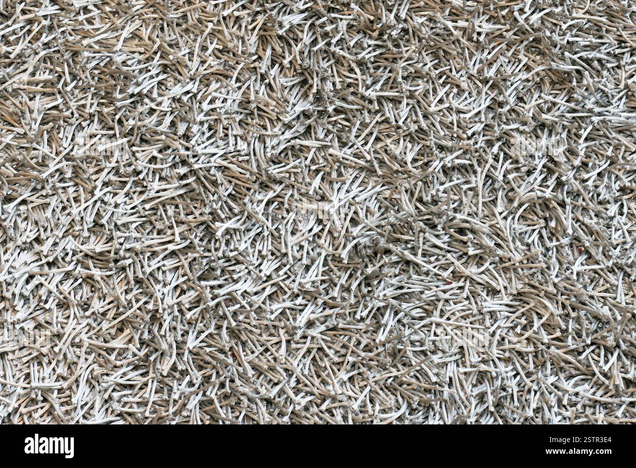 Silver carpet hi-res stock photography and images - Alamy
