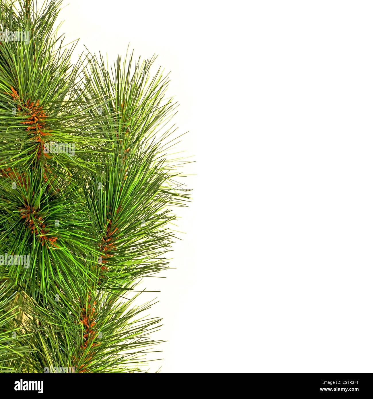 Traditional natural ever green pine tree needles hi-res stock ...