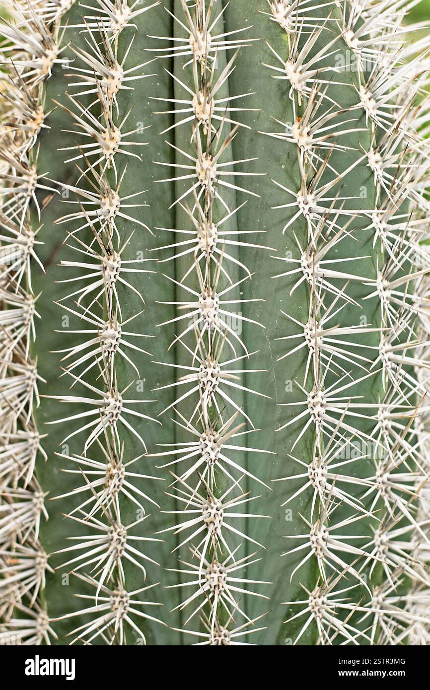 Cactus big thorns hi-res stock photography and images - Alamy