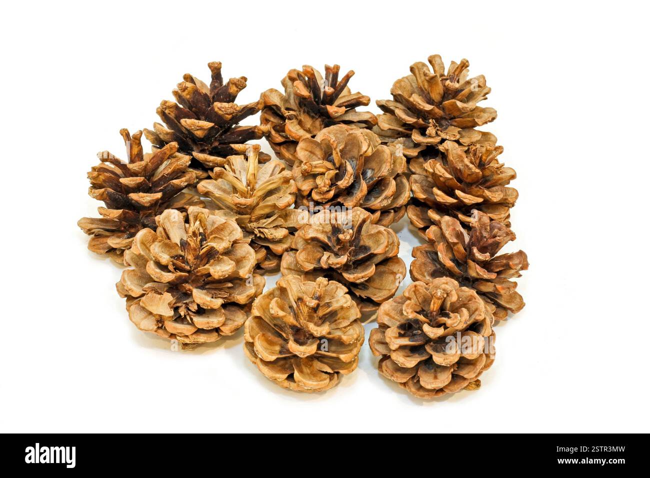 Conifer cone Cut Out Stock Images & Pictures - Alamy