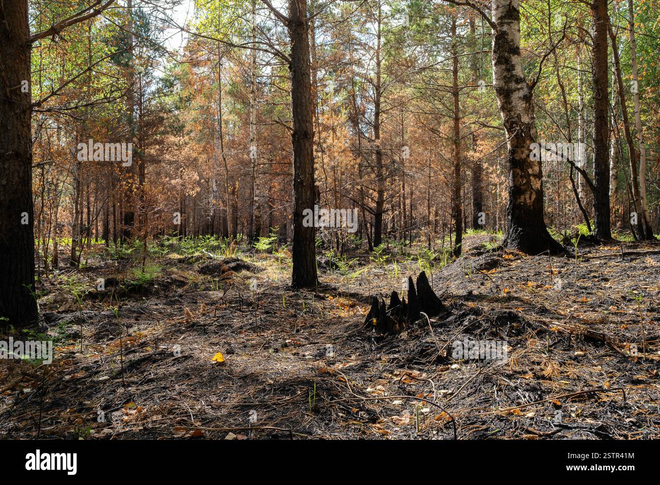 Forest after fire burn. Burned woods after fire. Charred birch and pine ...