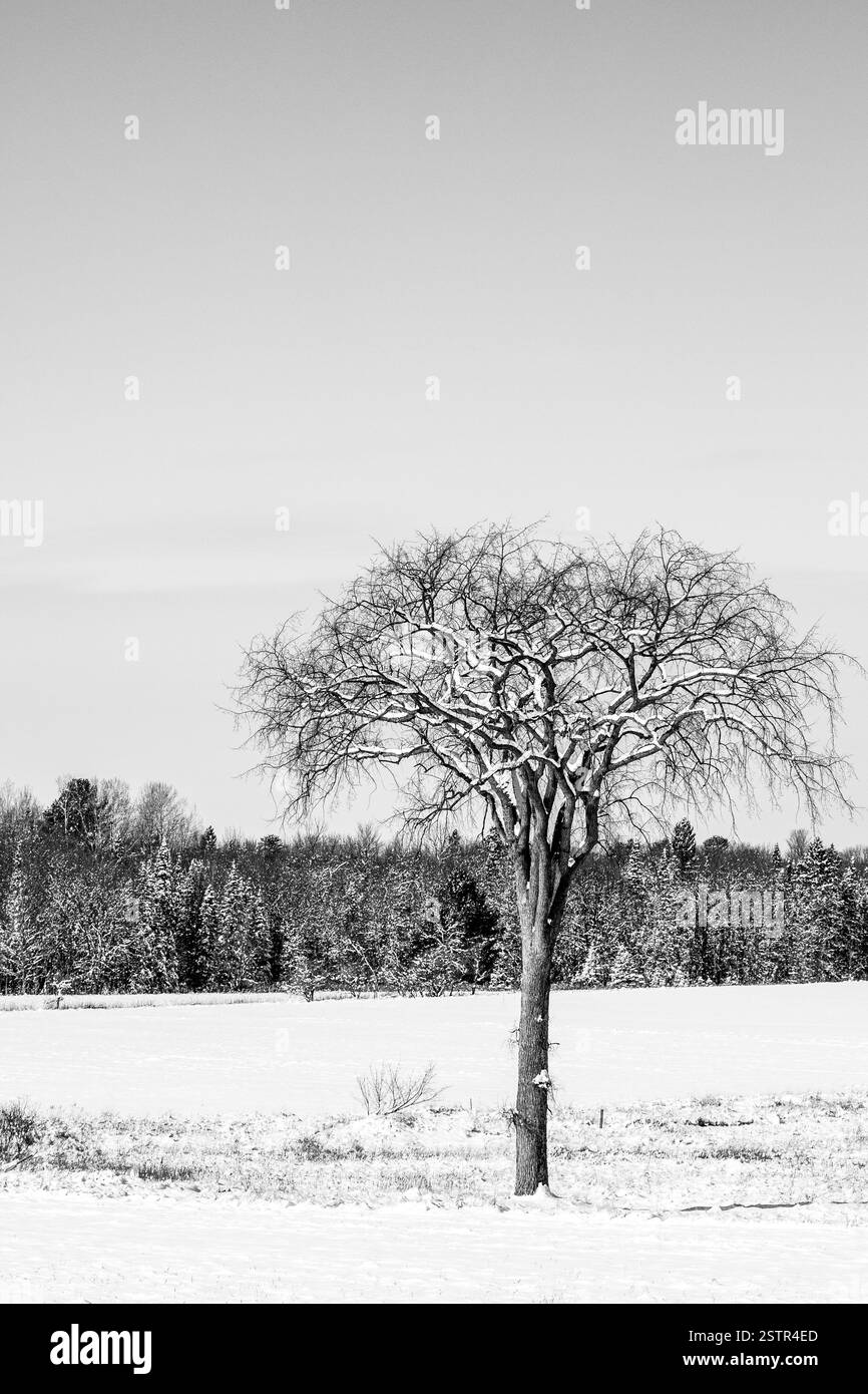Lone elm tree in the middle of a snow covered Wisconsin field in black ...