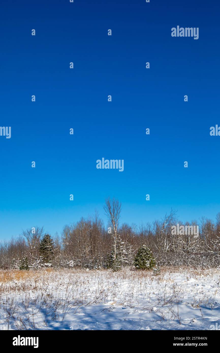 Wisconsin forest after a February snowfall with a blue sky, vertical ...