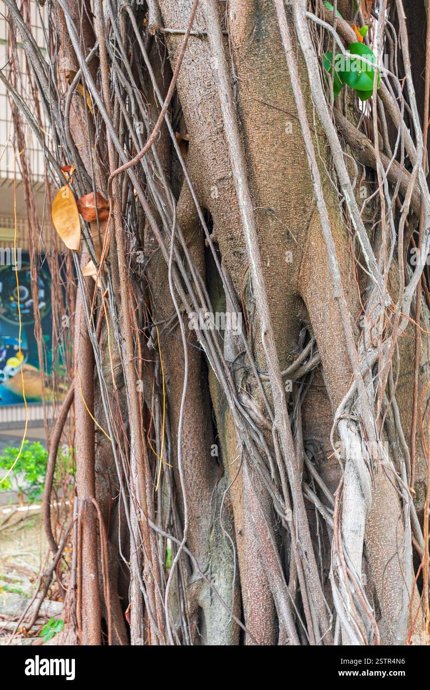 Branches of vines hi-res stock photography and images - Alamy