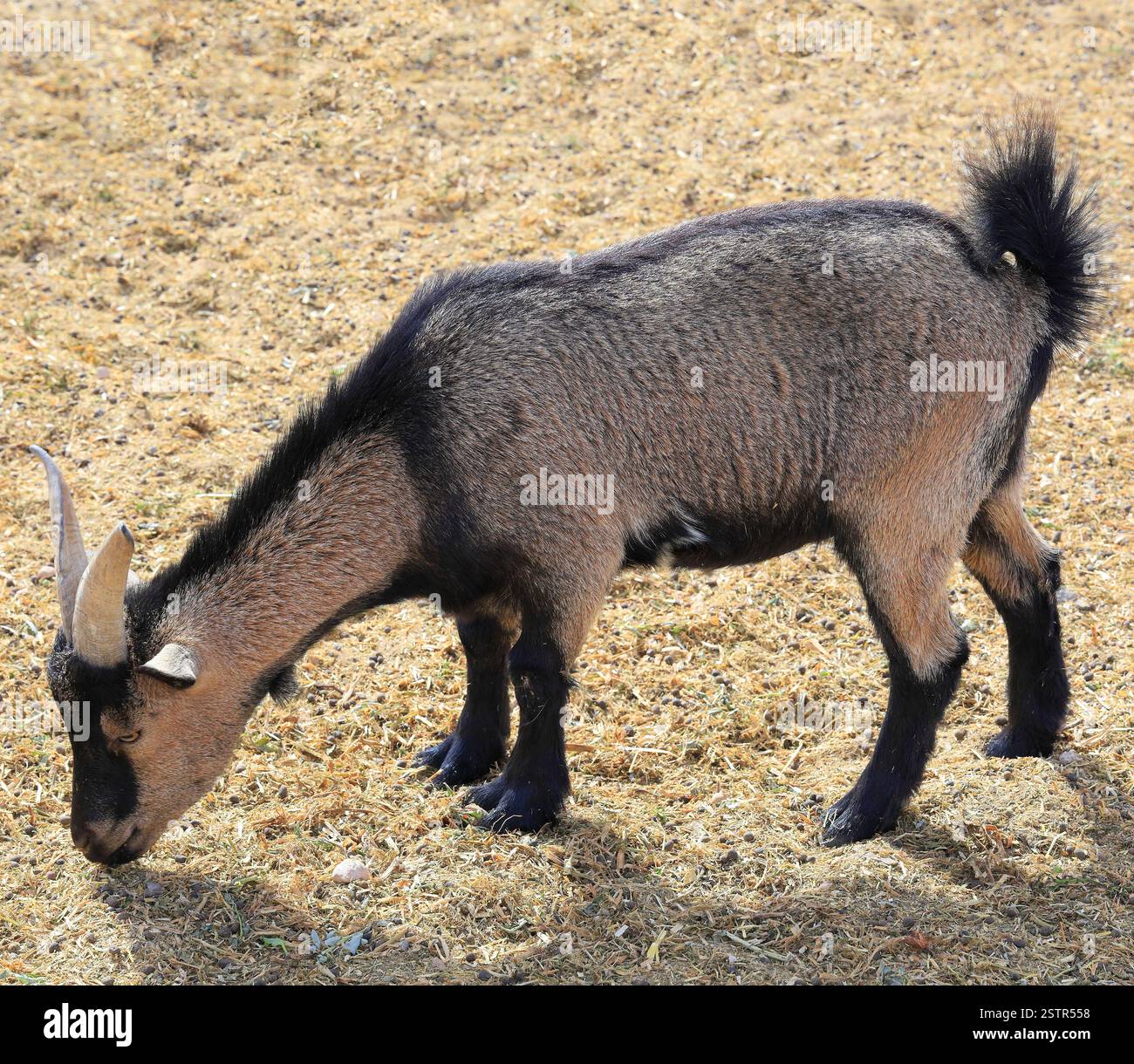 Pygmy goat in a paddock, Fuerteventura, Canary Islands, Spain, Europe ...