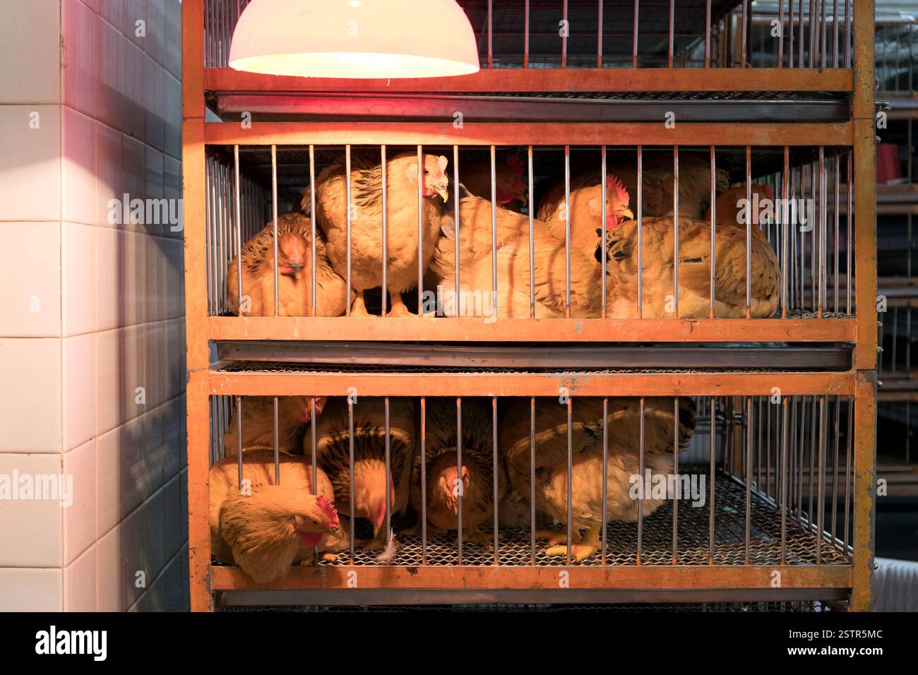 Live poultry market hi-res stock photography and images - Alamy