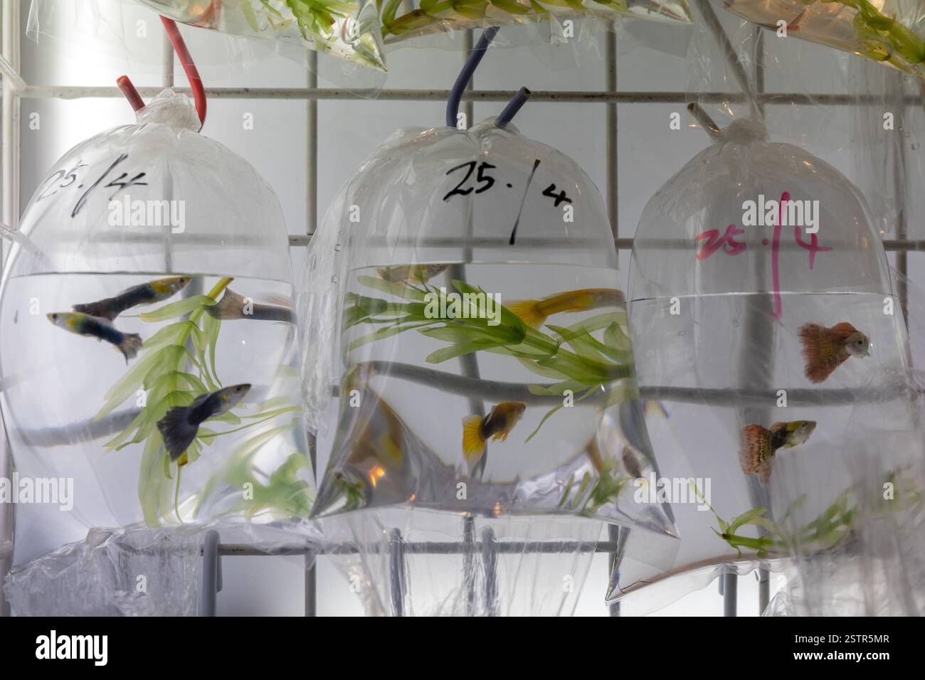 Aquarium goldfish in bags hi-res stock photography and images - Alamy