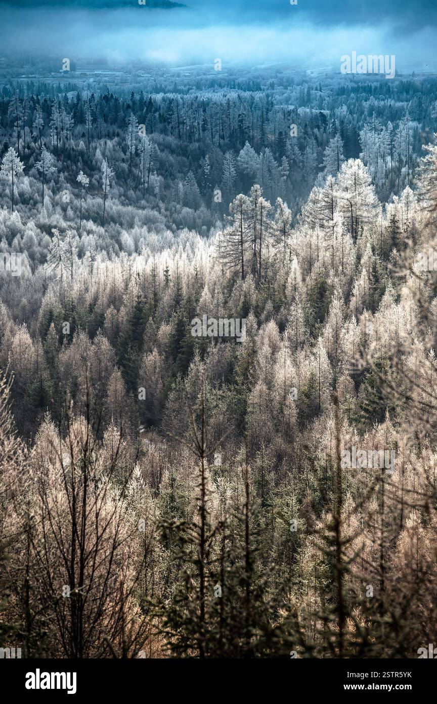 Pine trees create hi-res stock photography and images - Alamy