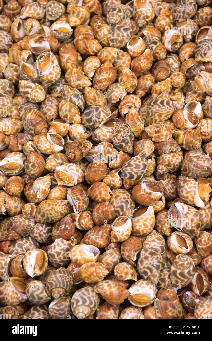 Snails sea food hi-res stock photography and images - Alamy