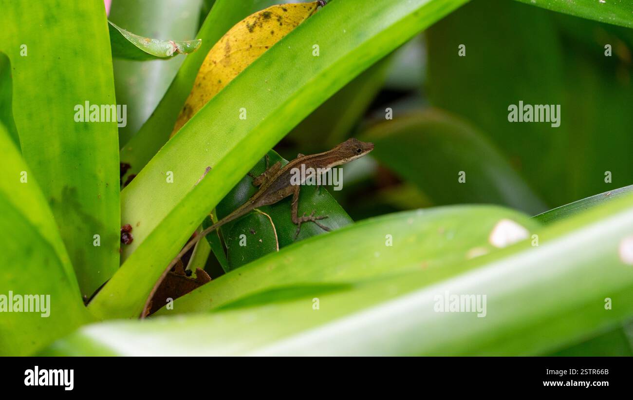 Giant american lizard hi-res stock photography and images - Alamy