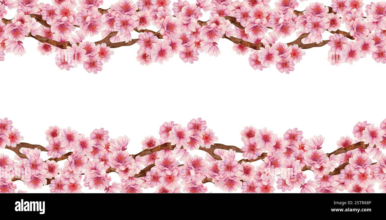 Horizontal frame of branches with sakura flowers isolated on a white ...