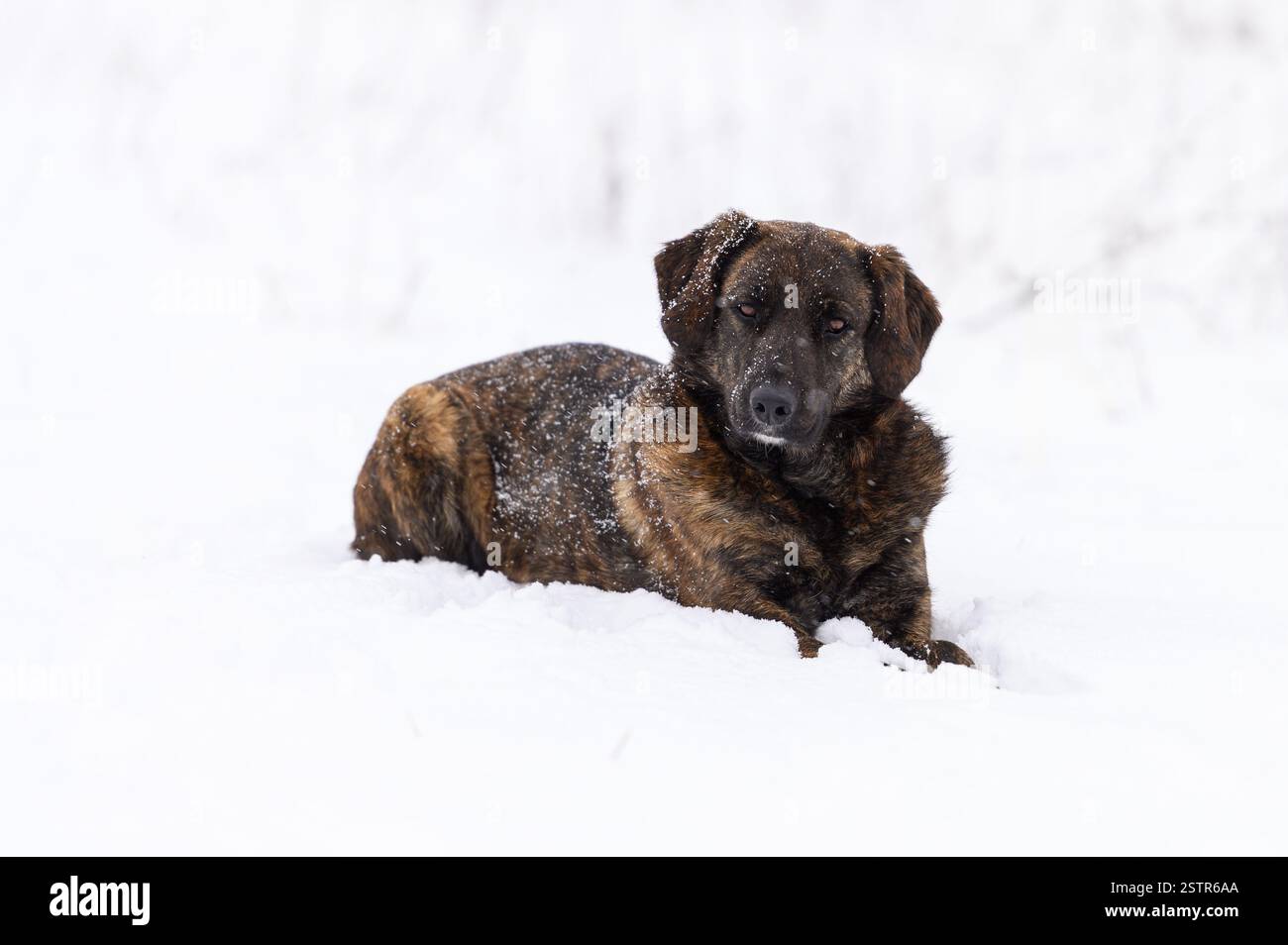 Shelter dog cute in Cut Out Stock Images & Pictures - Alamy