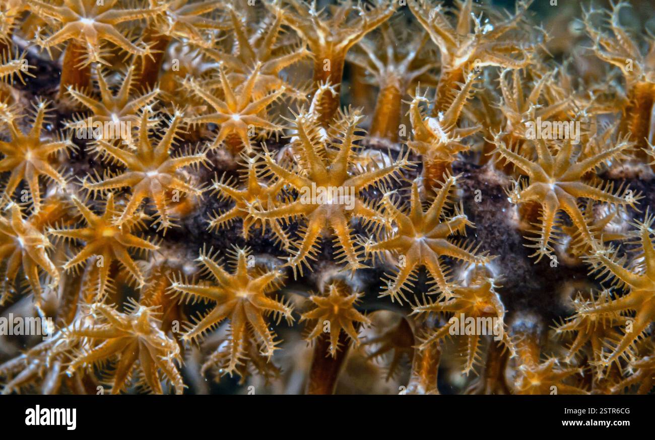Astreopora is a genus of stony corals in the Acroporidae family ...