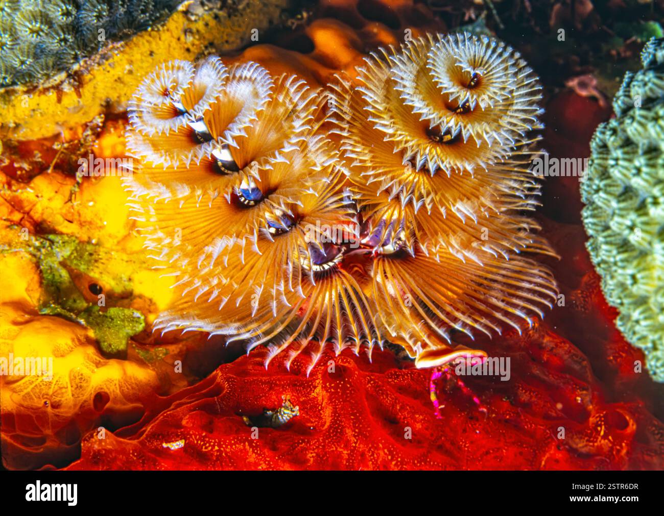 Spirobranchus giganteus, commonly known as Christmas tree worms, are ...