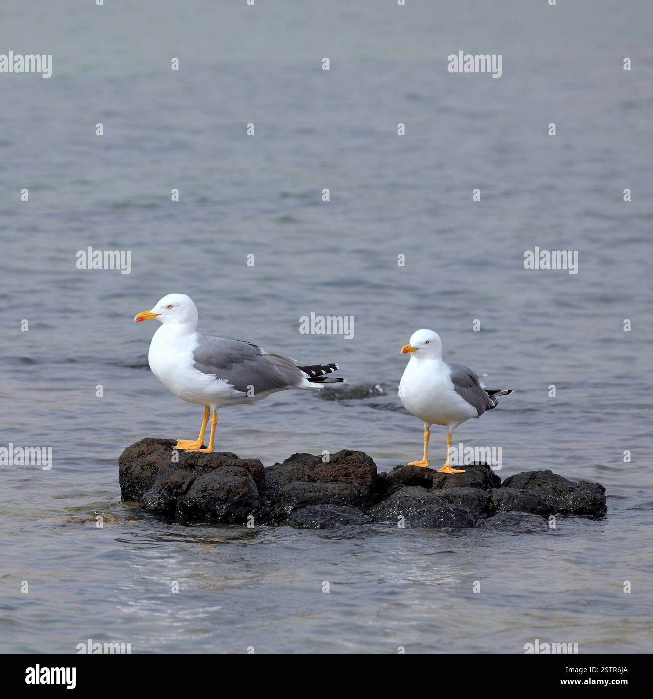 Two yellow-legged gulls (Larus michahellis) on a rock, Fuerteventura ...