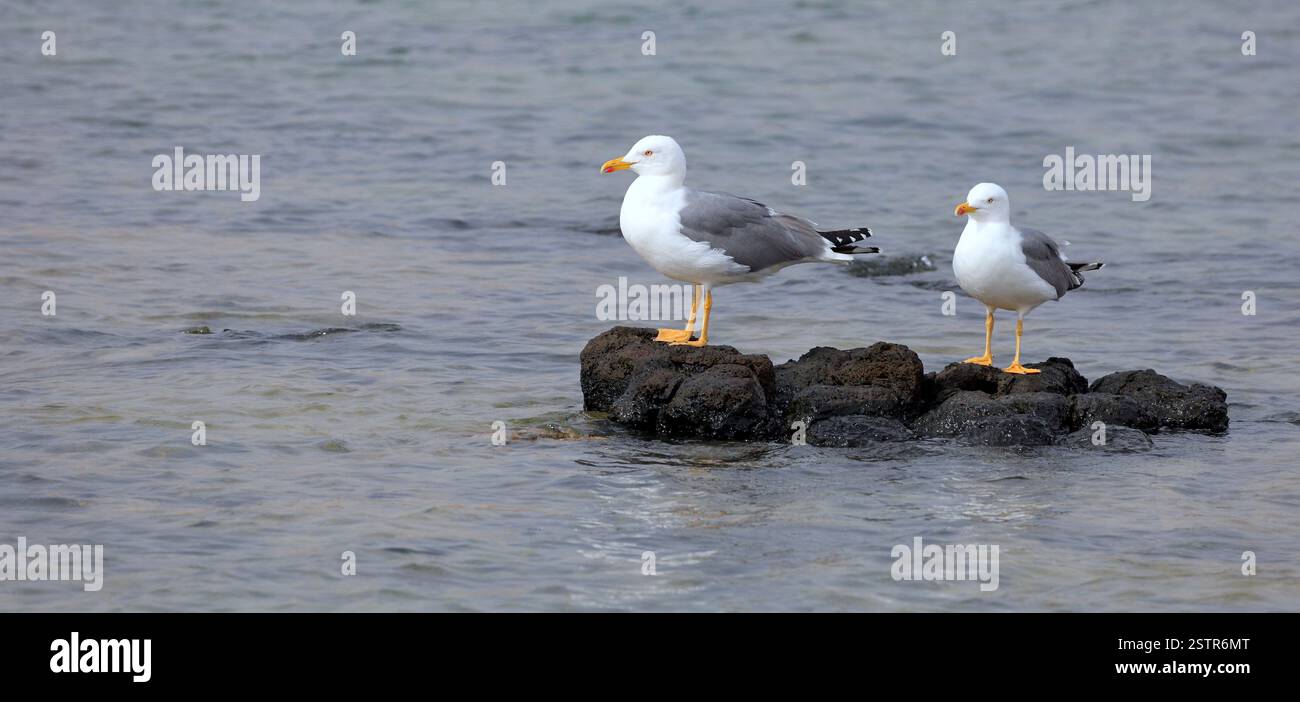 Two yellow-legged gulls (Larus michahellis) on a rock. Taken December ...