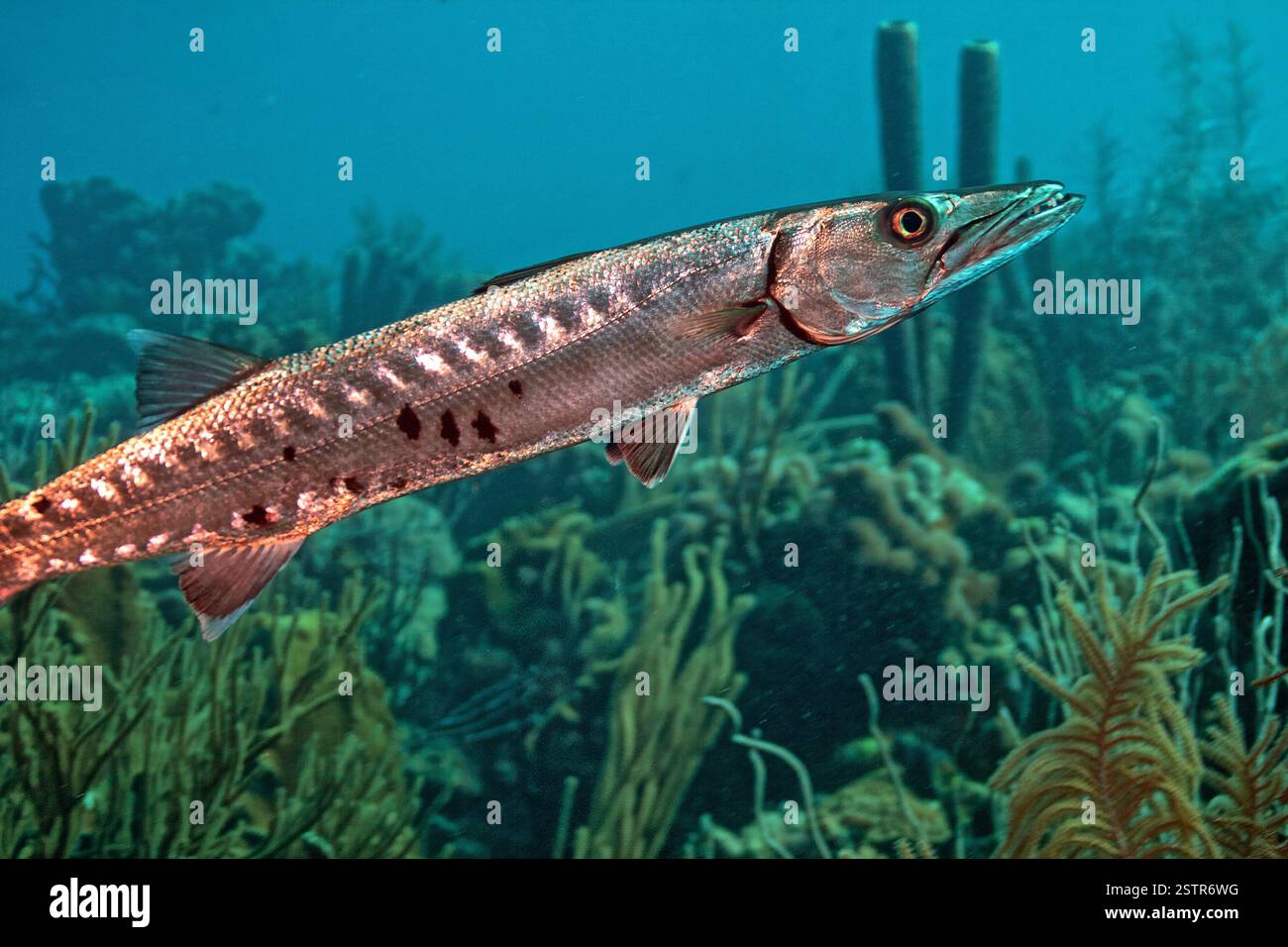 Sphyraena barracuda, commonly known as the great barracuda Stock Photo ...