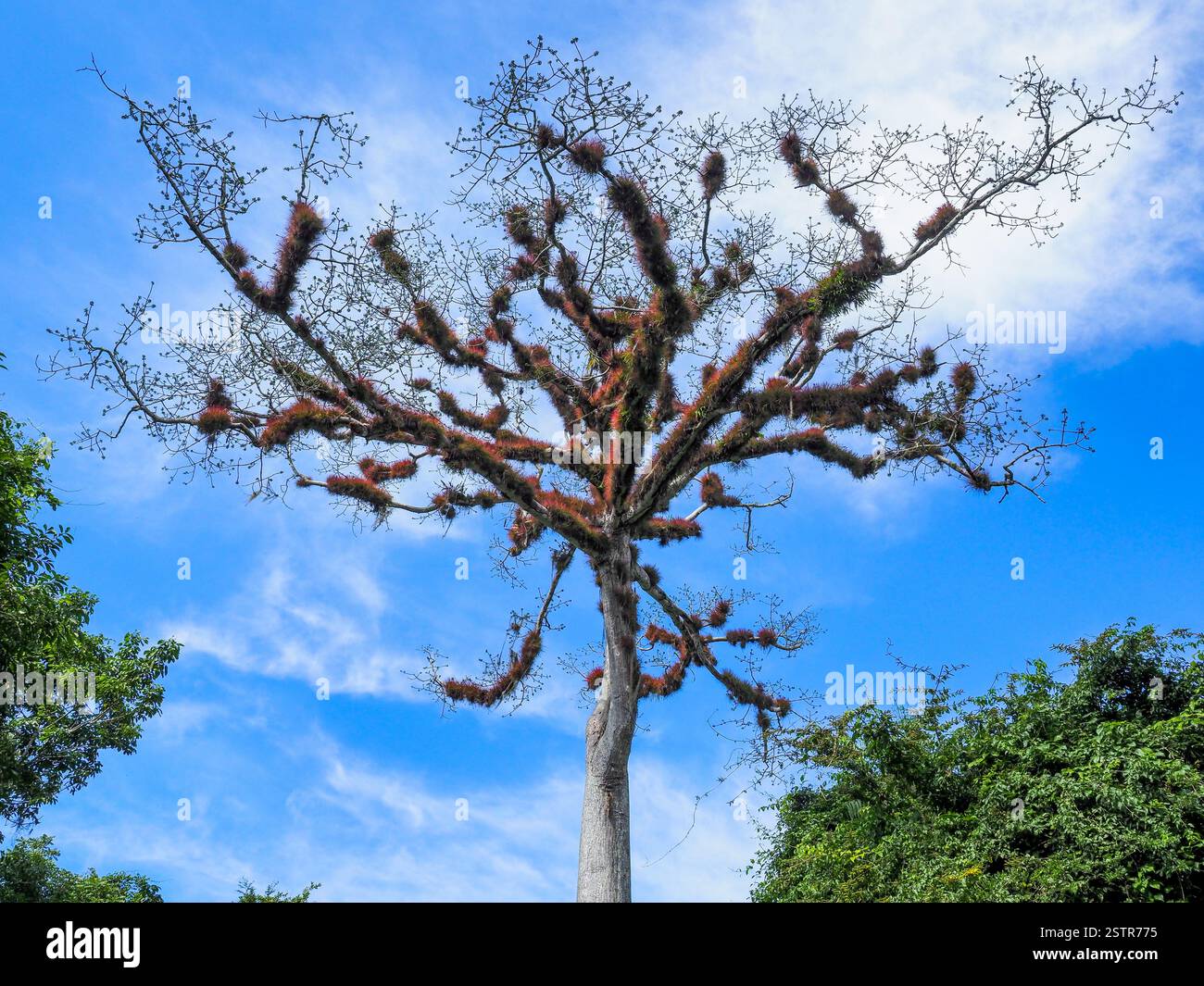 Mayan ceiba tree hi-res stock photography and images - Alamy