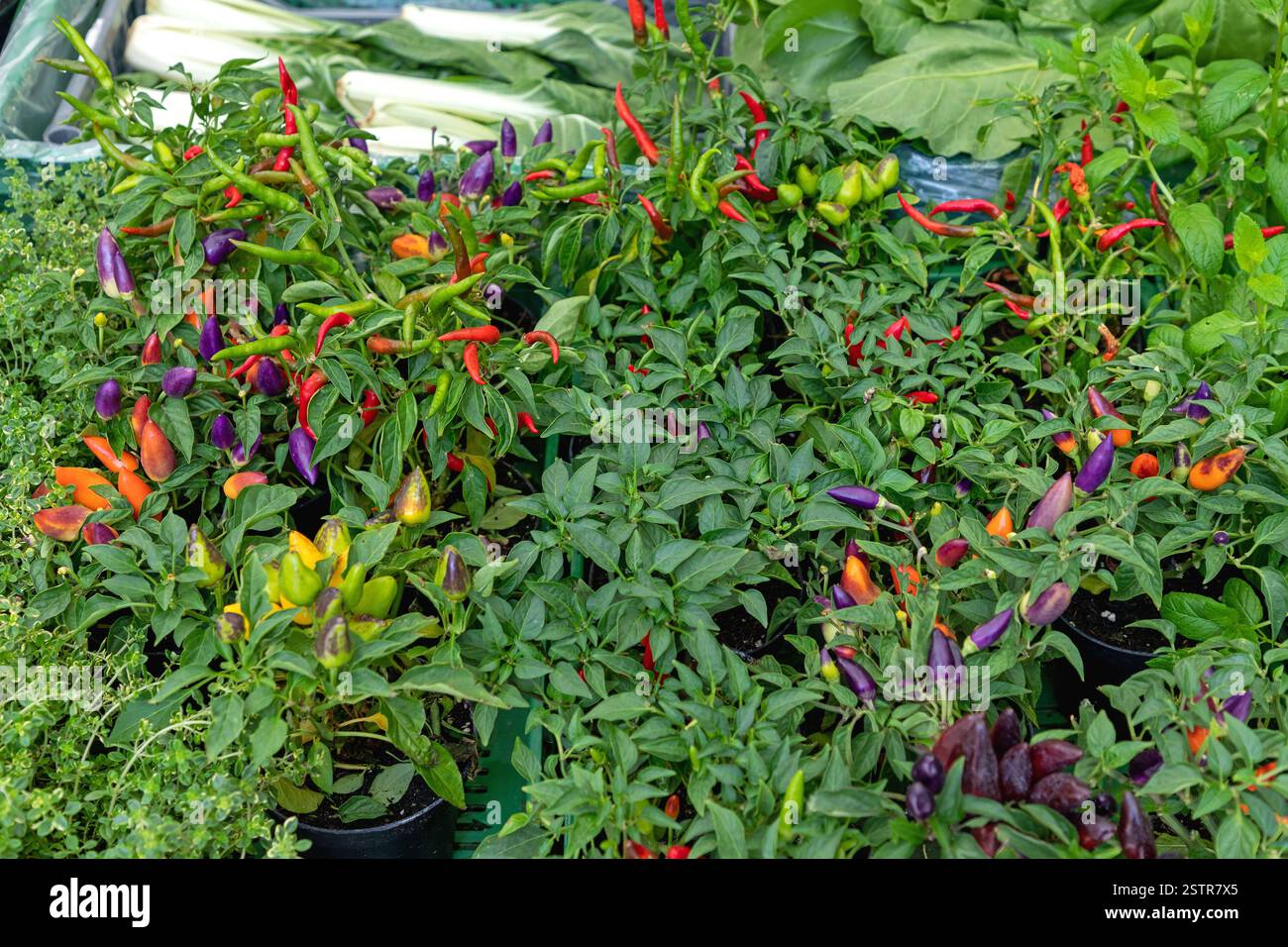 Grow Chili Plants Stock Photo - Alamy