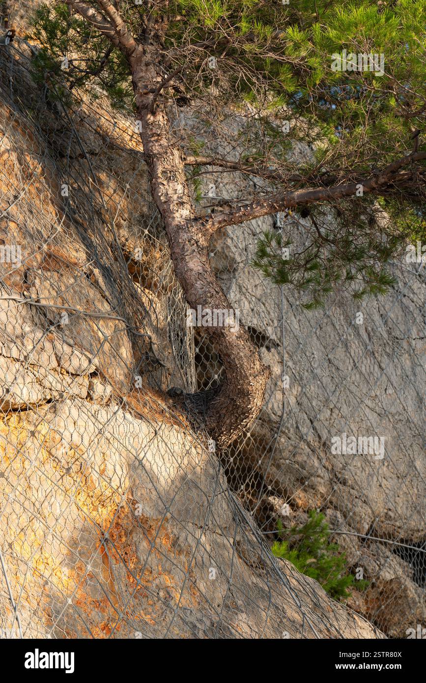 Lone tree growing on rocky mountain slope along roadside, covered with ...