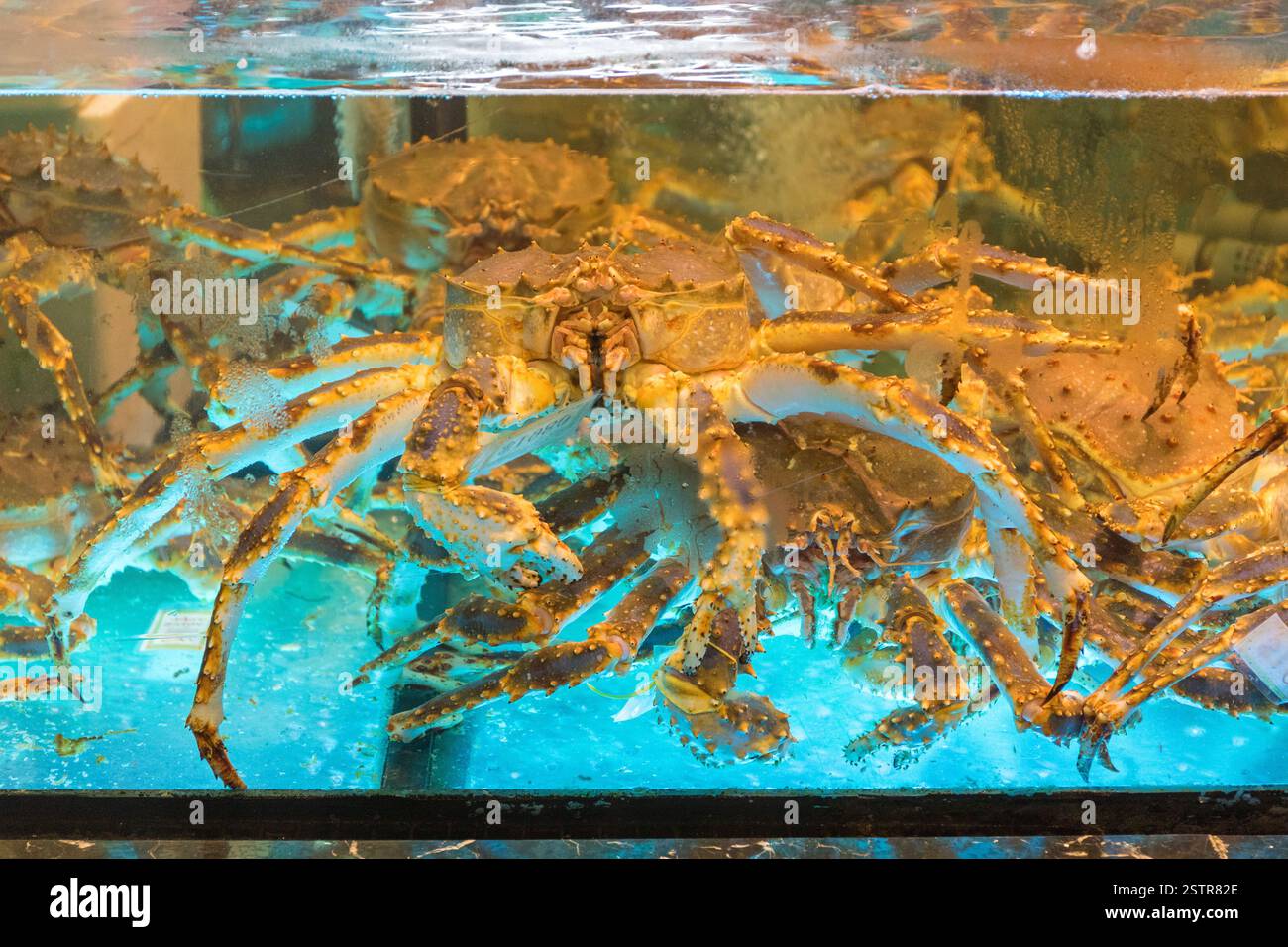 Wah wah tank hi-res stock photography and images - Alamy