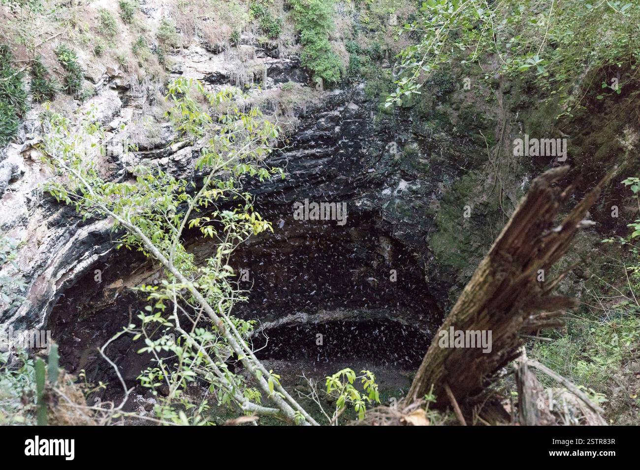The Bat Volcano of Calakmul, Mexico Stock Photo - Alamy