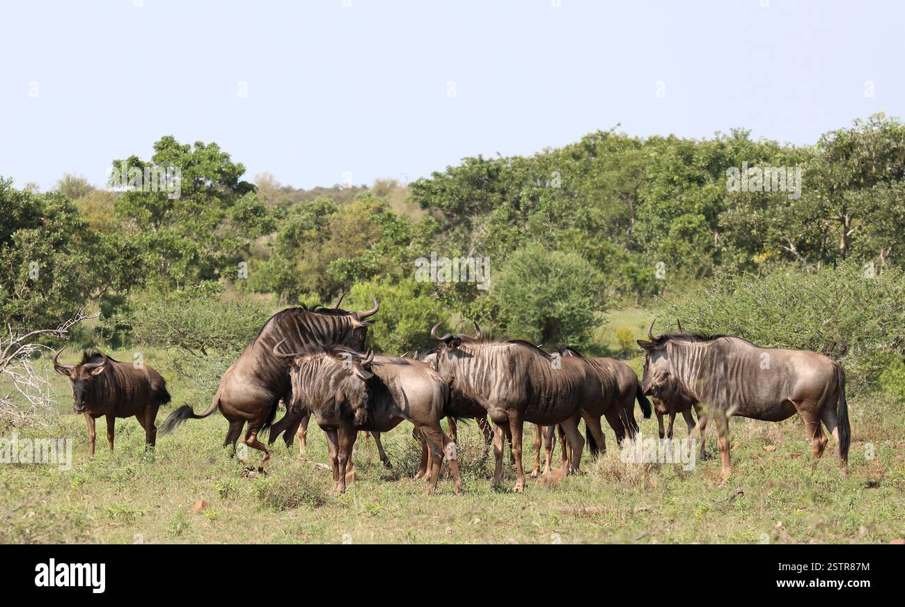 Streifengnu / Blue wildebeest / Connochaetes taurinus Stock Photo - Alamy