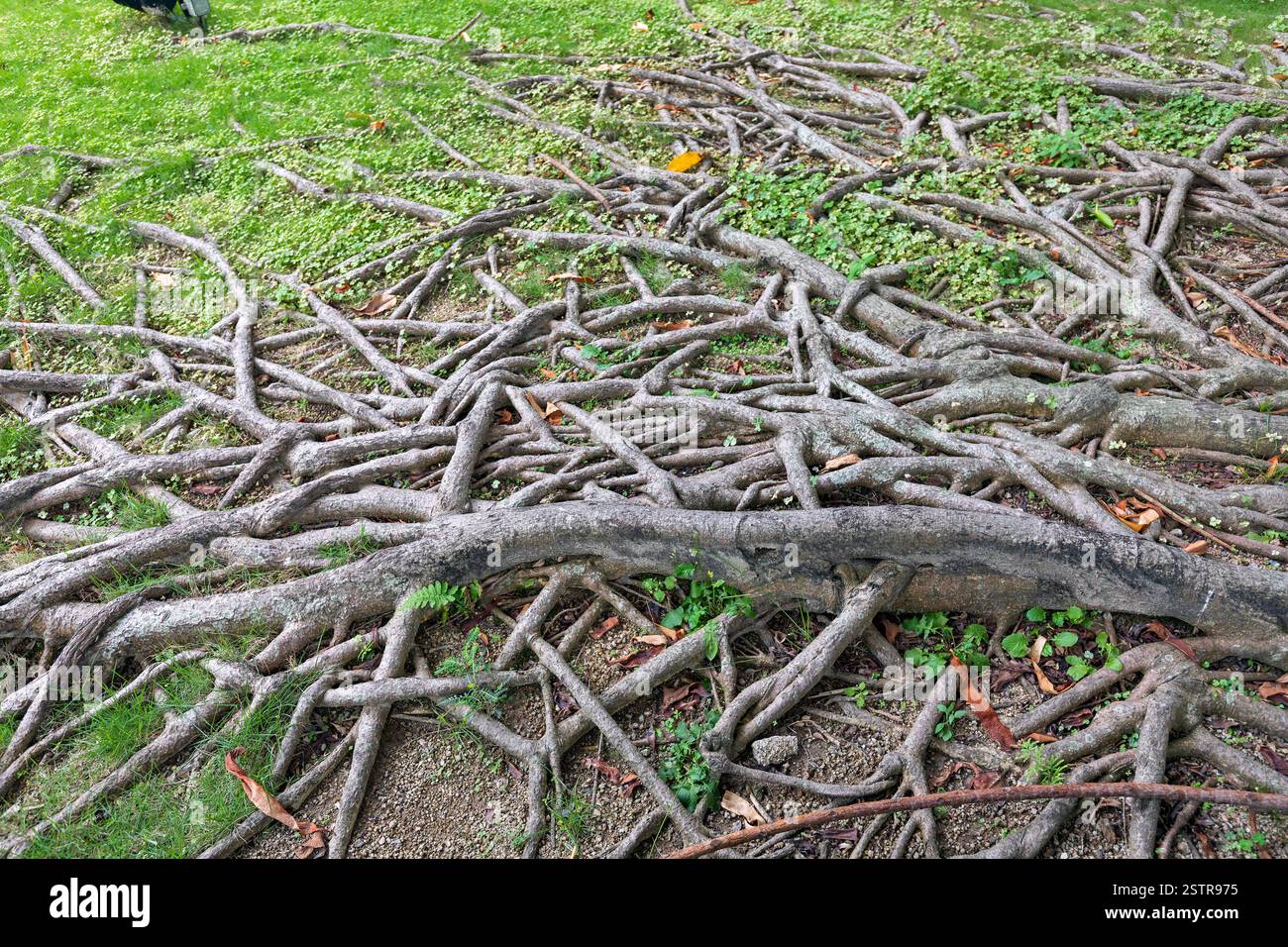Tree Roots Spread Wide on Ground Surface Stock Photo - Alamy