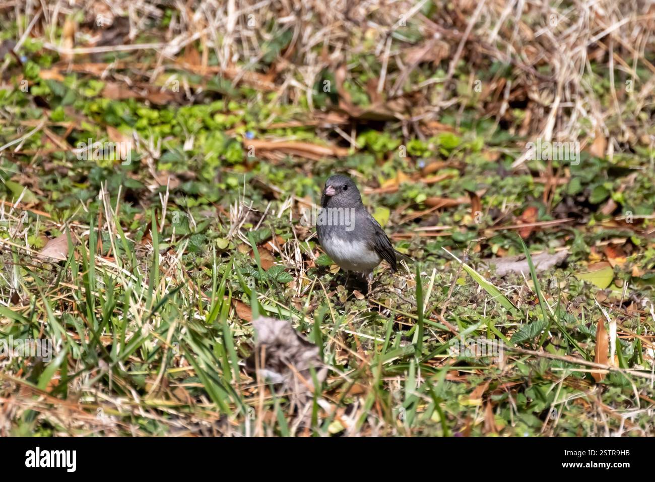 The dark-eyed junco (Junco hyemalis ), male on the meadow Stock Photo ...
