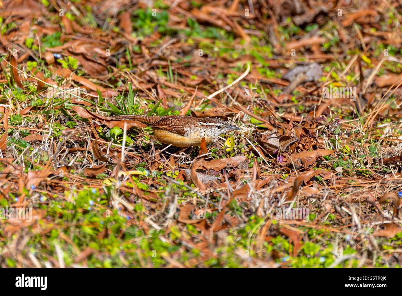 The Carolina wren (Thryothorus ludovicianus). This wren is the state ...