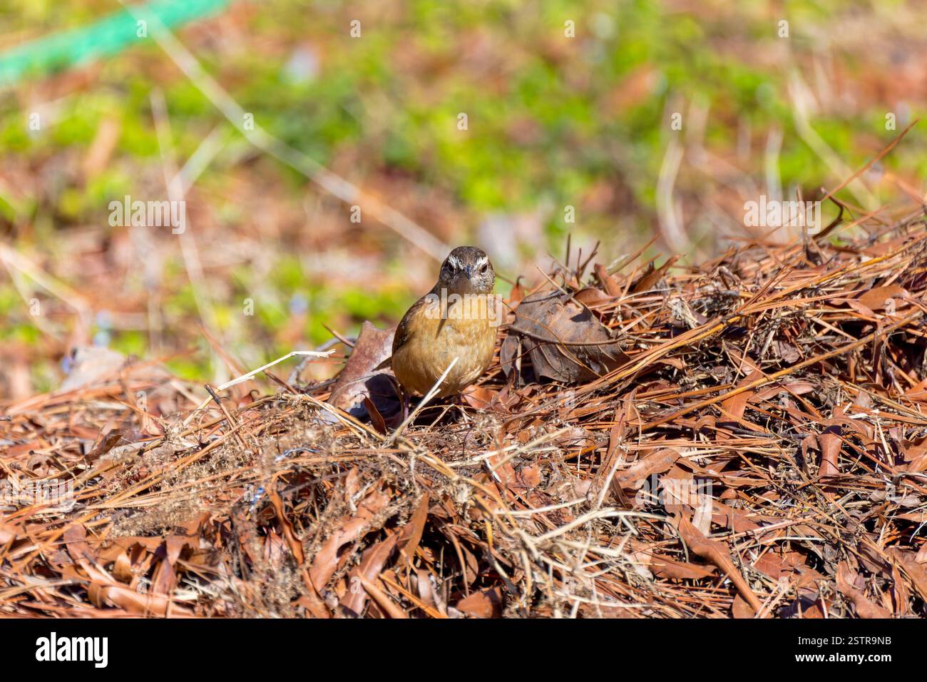 The Carolina wren (Thryothorus ludovicianus). This wren is the state ...