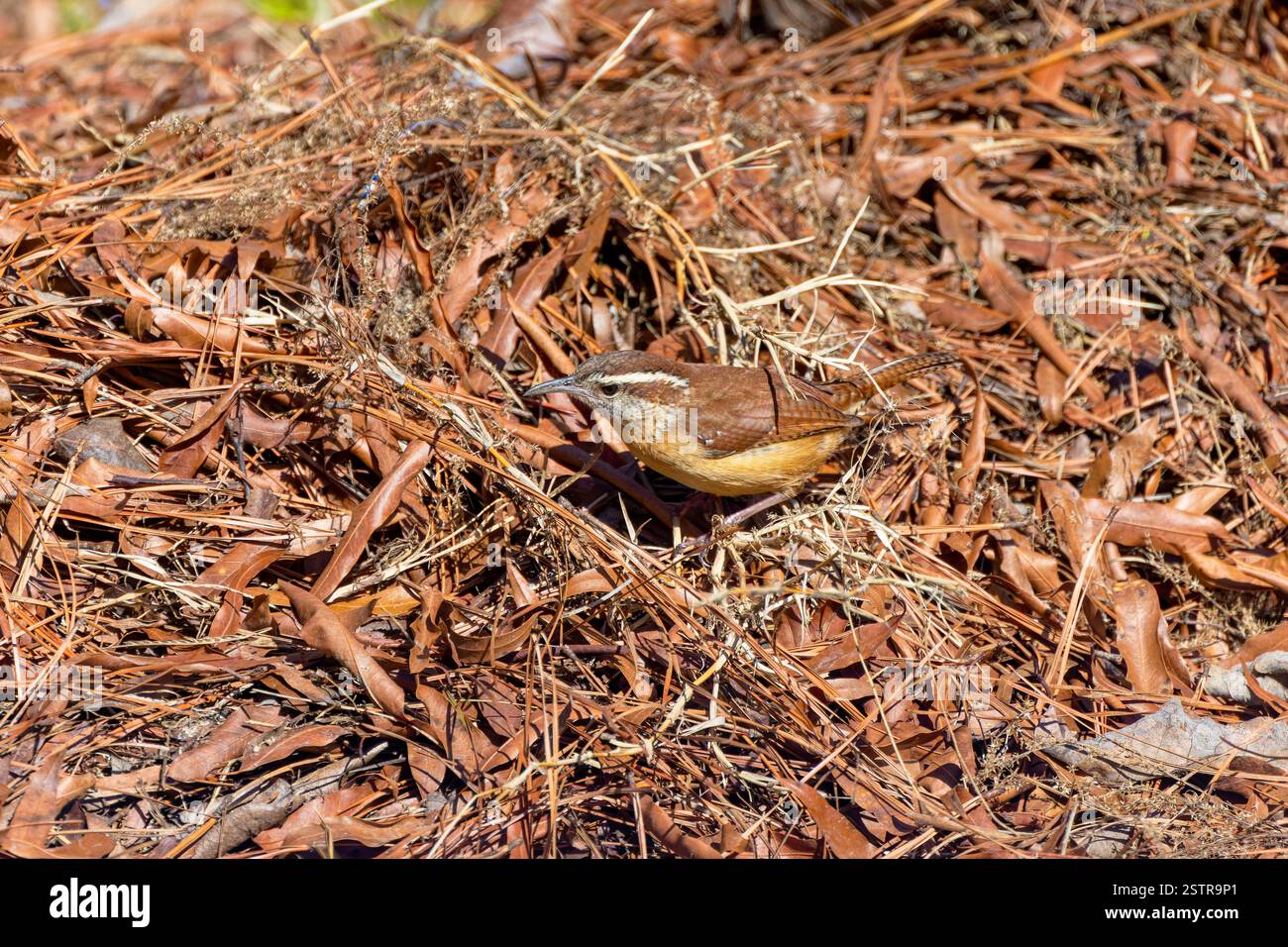 The Carolina wren (Thryothorus ludovicianus). This wren is the state ...