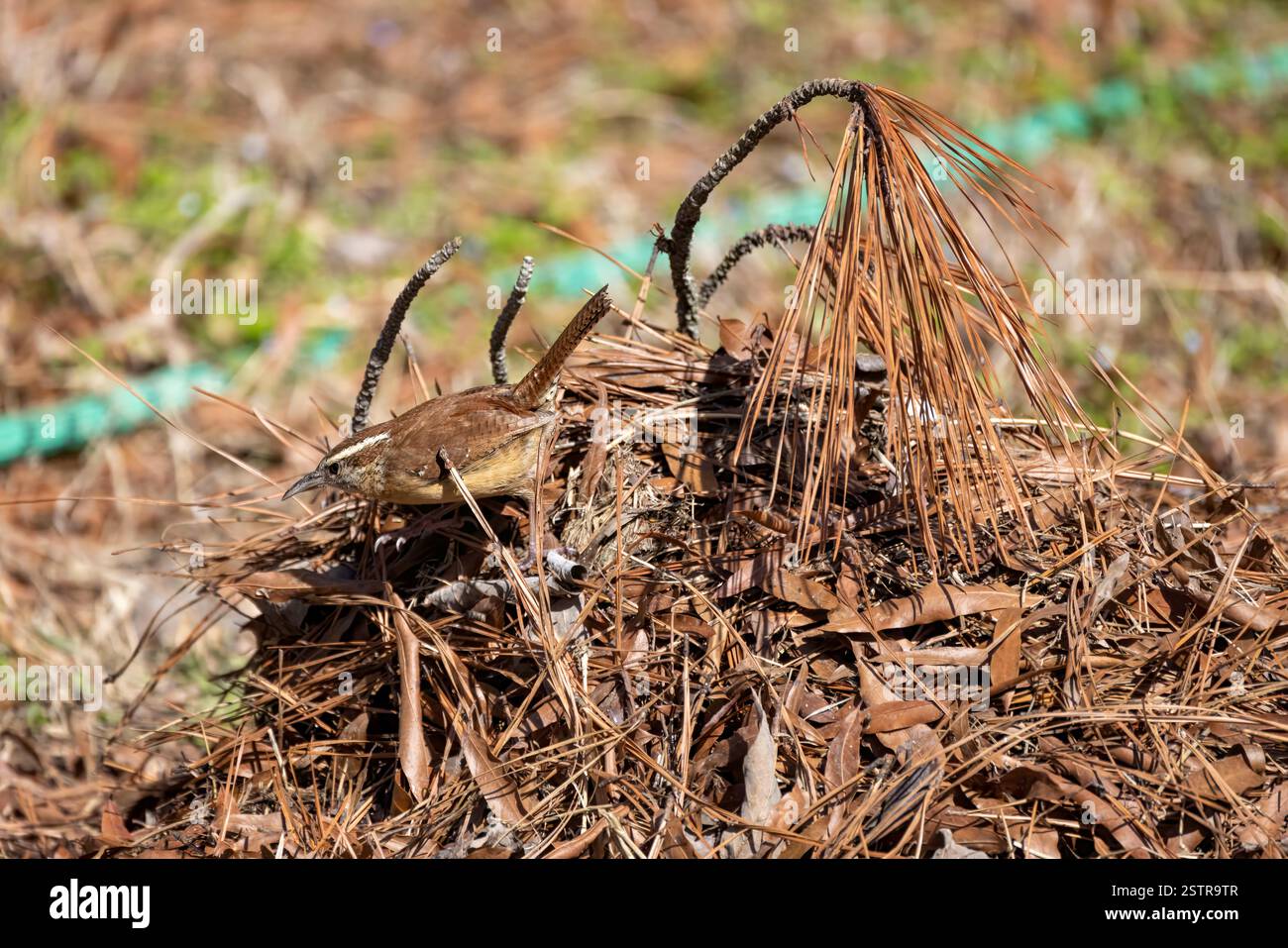 The Carolina wren (Thryothorus ludovicianus). This wren is the state ...