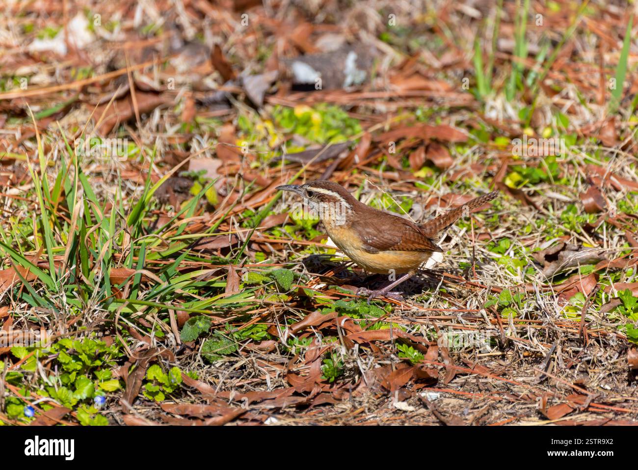 The Carolina wren (Thryothorus ludovicianus). This wren is the state ...